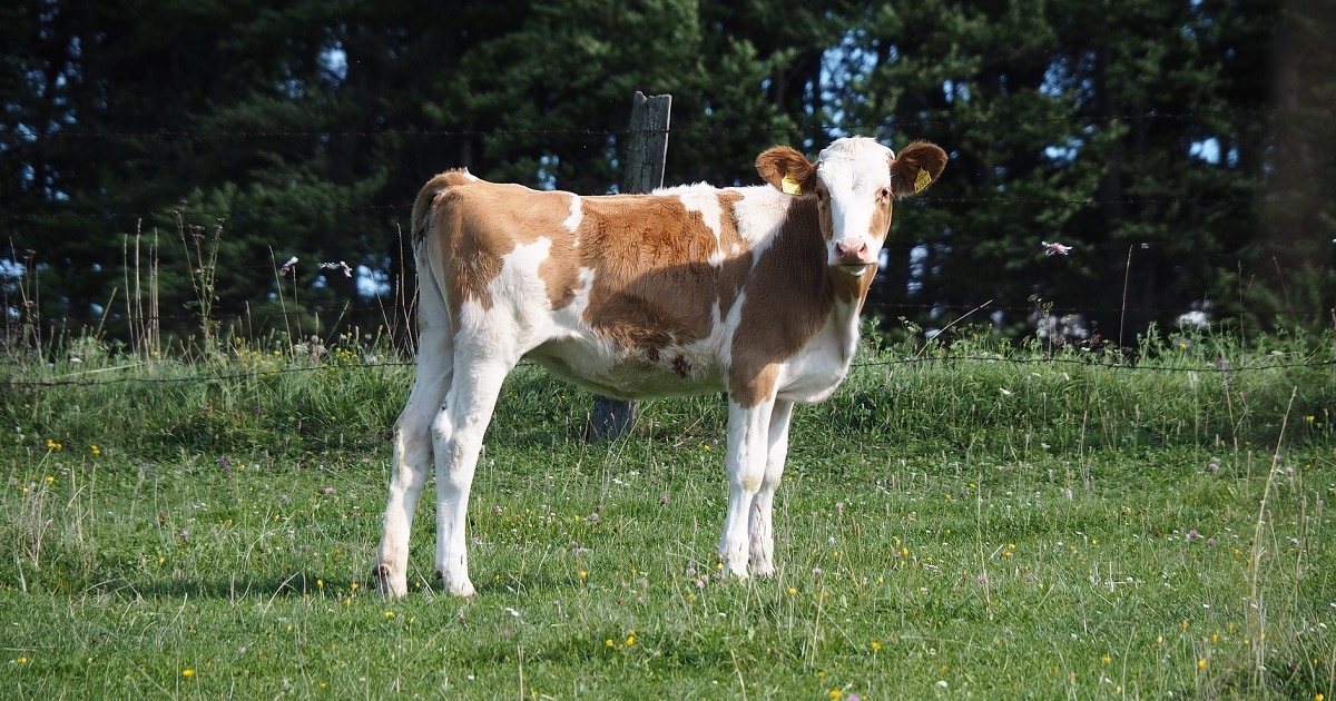 Como está a saúde das bezerras na sua propriedade?